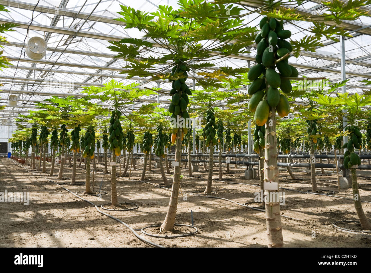 Papaya cultivation in greenhouses in beijing Stock Photo - Alamy