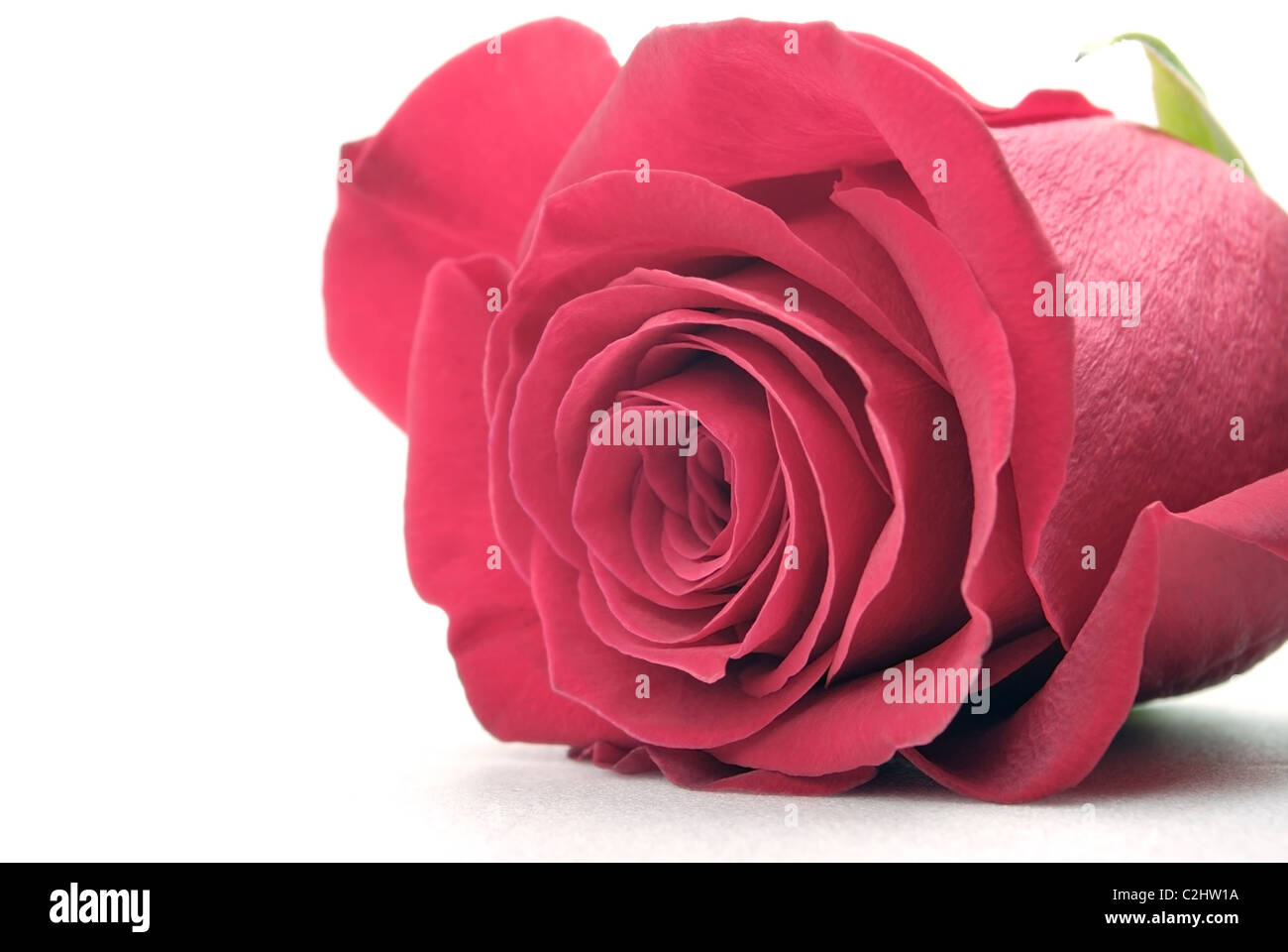 beautiful flower rose. closeup Stock Photo - Alamy