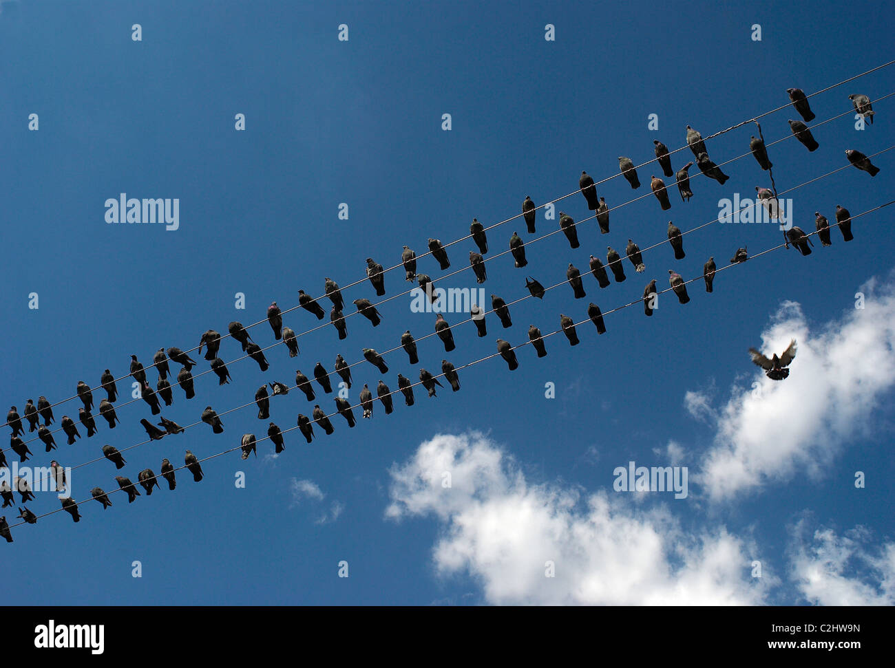 Pigeons on telephone wires Stock Photo - Alamy