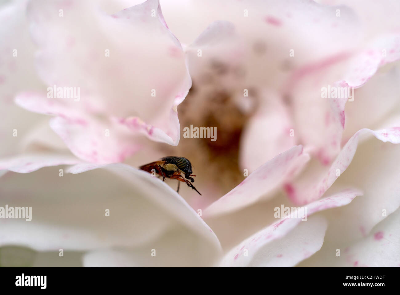 White climbing rose, white pink rose, climbing rose, close-up, macro ...