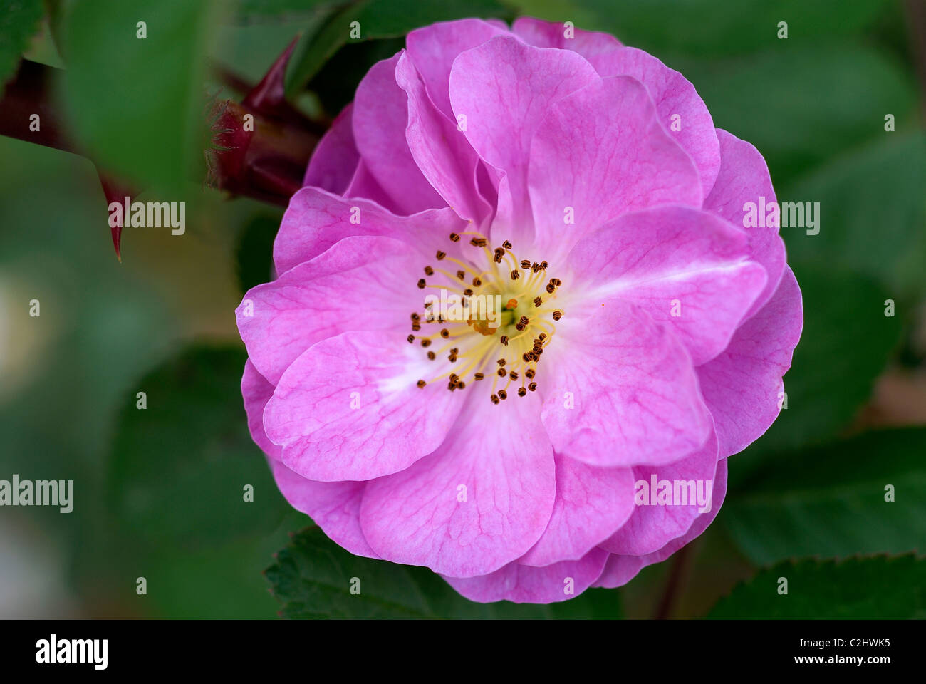 Pink climbing rose hi-res stock photography and images - Alamy