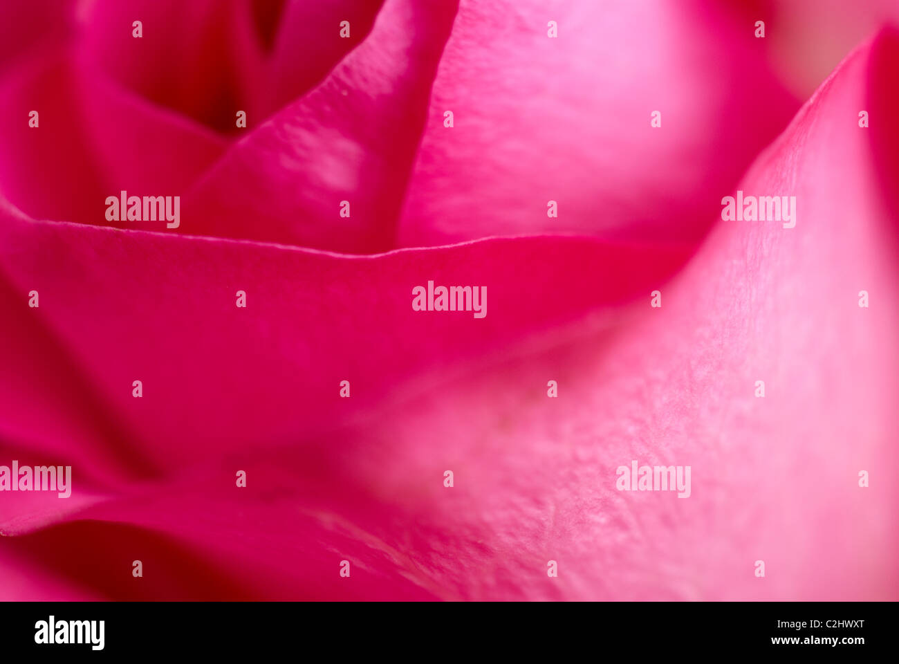 Pink Rose Bud High Resolution Stock Photography and Images - Alamy