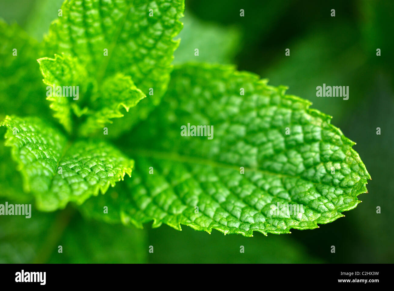 Garden mint hi-res stock photography and images - Alamy