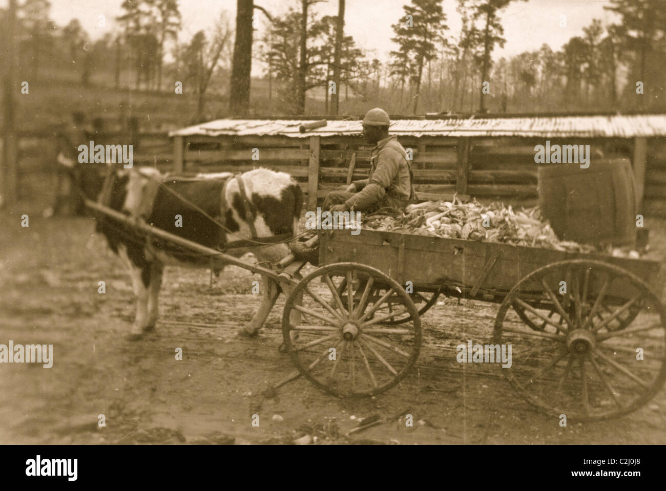 Farm wagon, driven by an African American man, Reed Camp, South ...