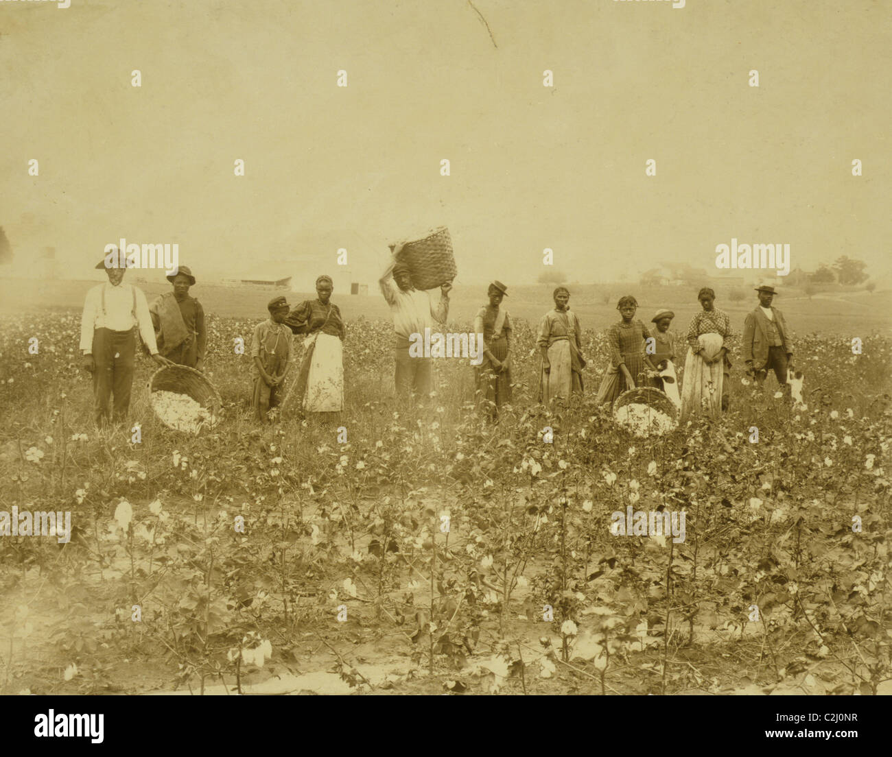 Land of cotton Stock Photo - Alamy