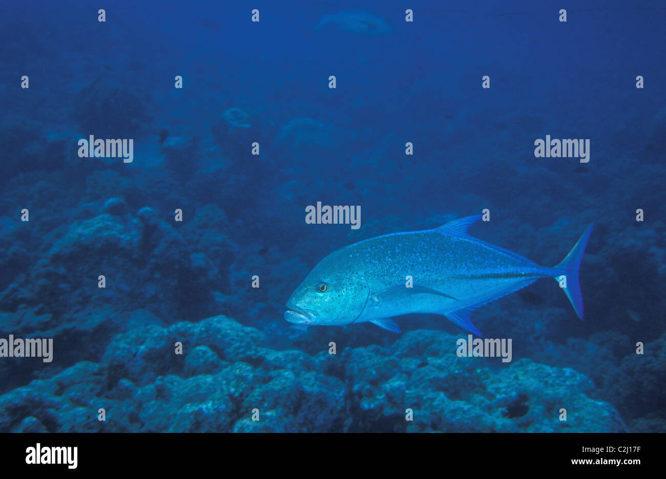 Bluefin jack - Bluefin trevally (Caranx melampygus) swimming on a coral ...