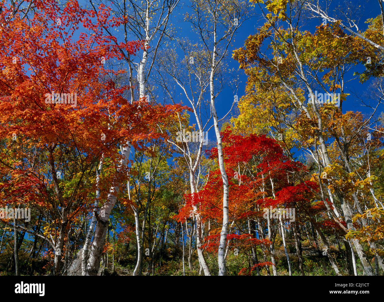 Autumn Leaves of Shiga Highland, Yamanouchi, Shimotakai, Nagano, Japan ...