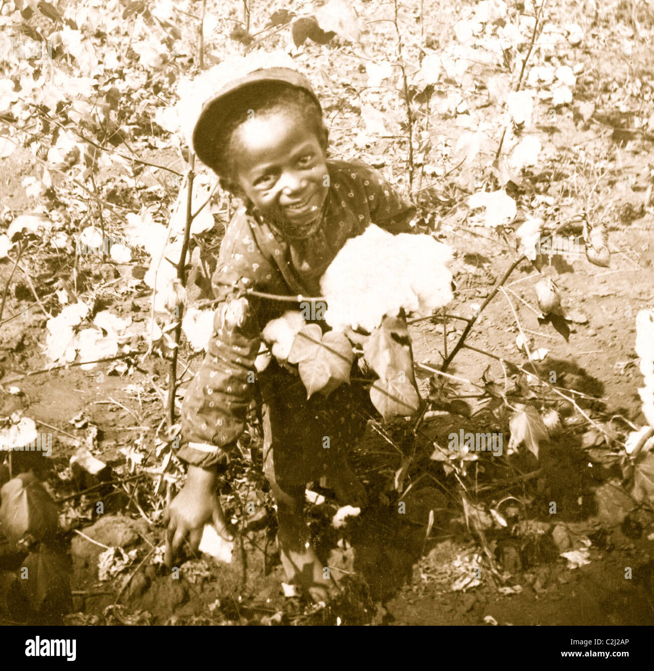 Child in the Cotton Field Stock Photo - Alamy