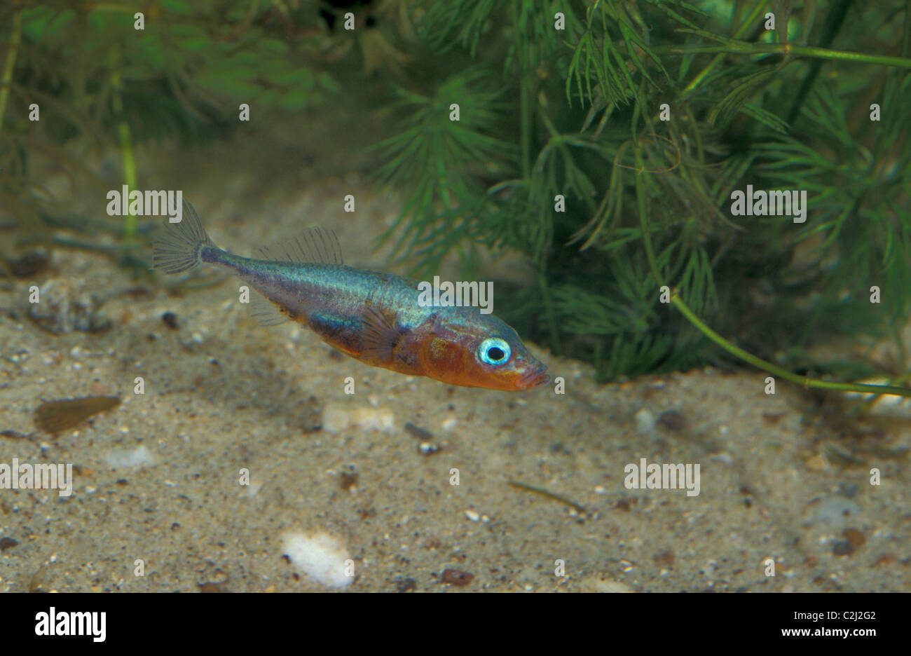 Male three spined stickleback hi-res stock photography and images - Alamy