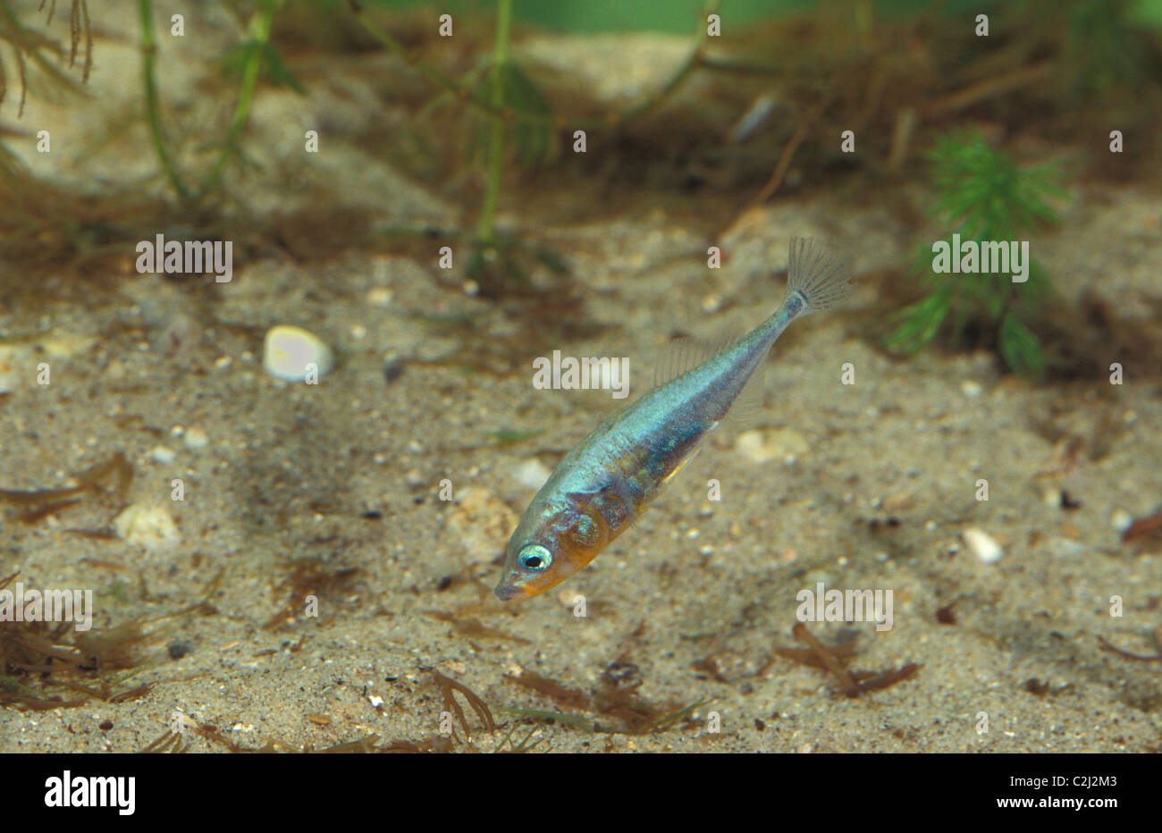 Three-spined stickleback - 3-spined stickleback (Gasterosteus aculeatus ...