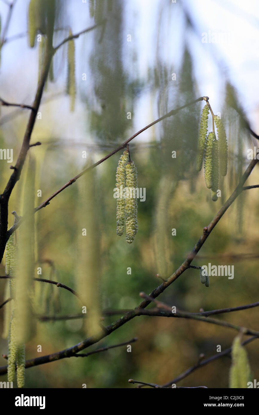 Common Hazel (Corylus avellana) male flowers catkins or lamb's tails ...