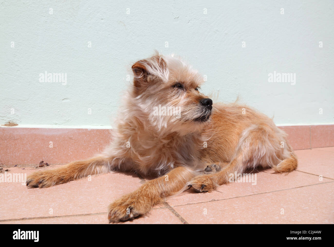 Cute lazy dog lying on the terrace Stock Photo - Alamy