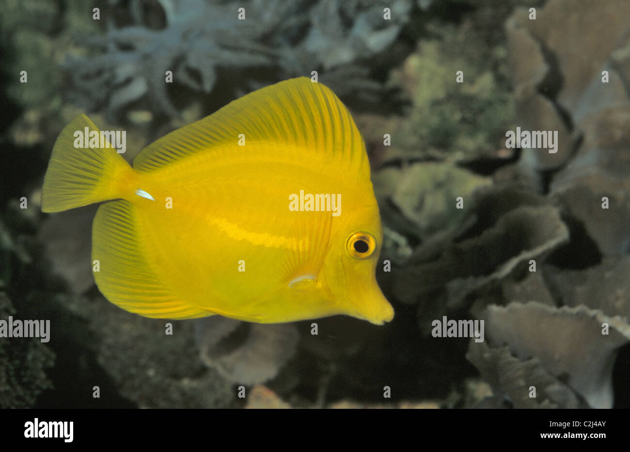Yellow tang - Yellow Sailfin Tang (surgeon fish) (Zebrasoma flavescens ...