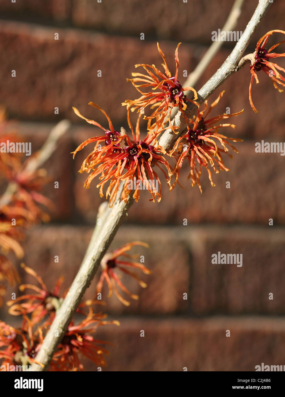 The orangey/red flowers of a Witch Hazel, witchhazel Hamamelis x ...