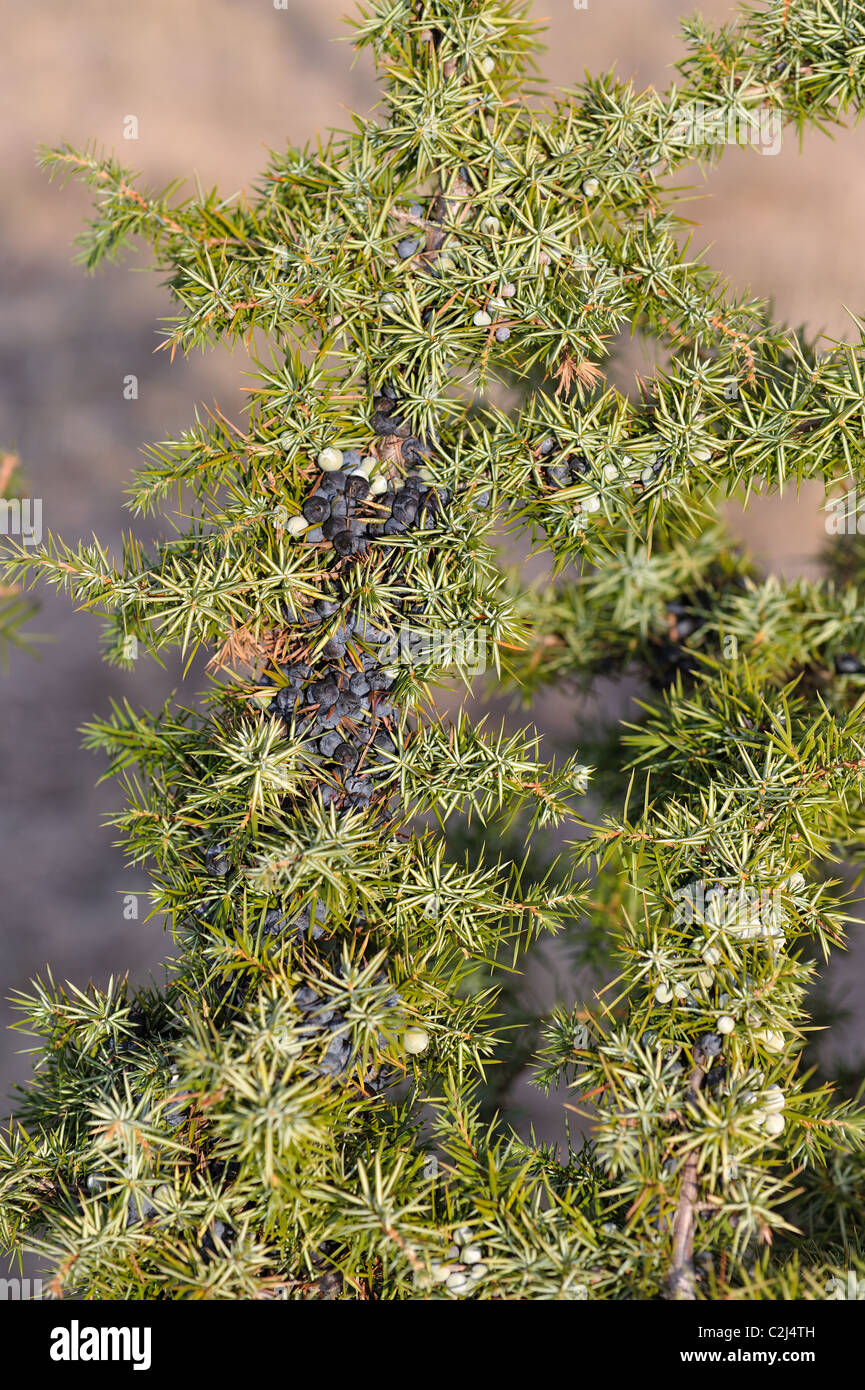 Common juniper juniperus communis with berries hi-res stock photography ...