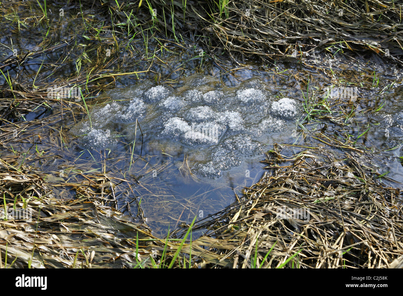 Frozen frog spawn, or frogspawn in water Stock Photo - Alamy