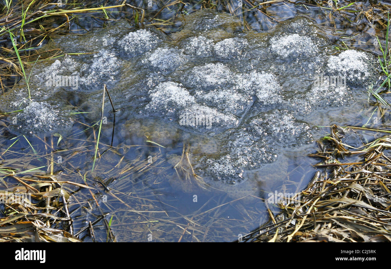 Frozen frog spawn, or frogspawn in water Stock Photo - Alamy