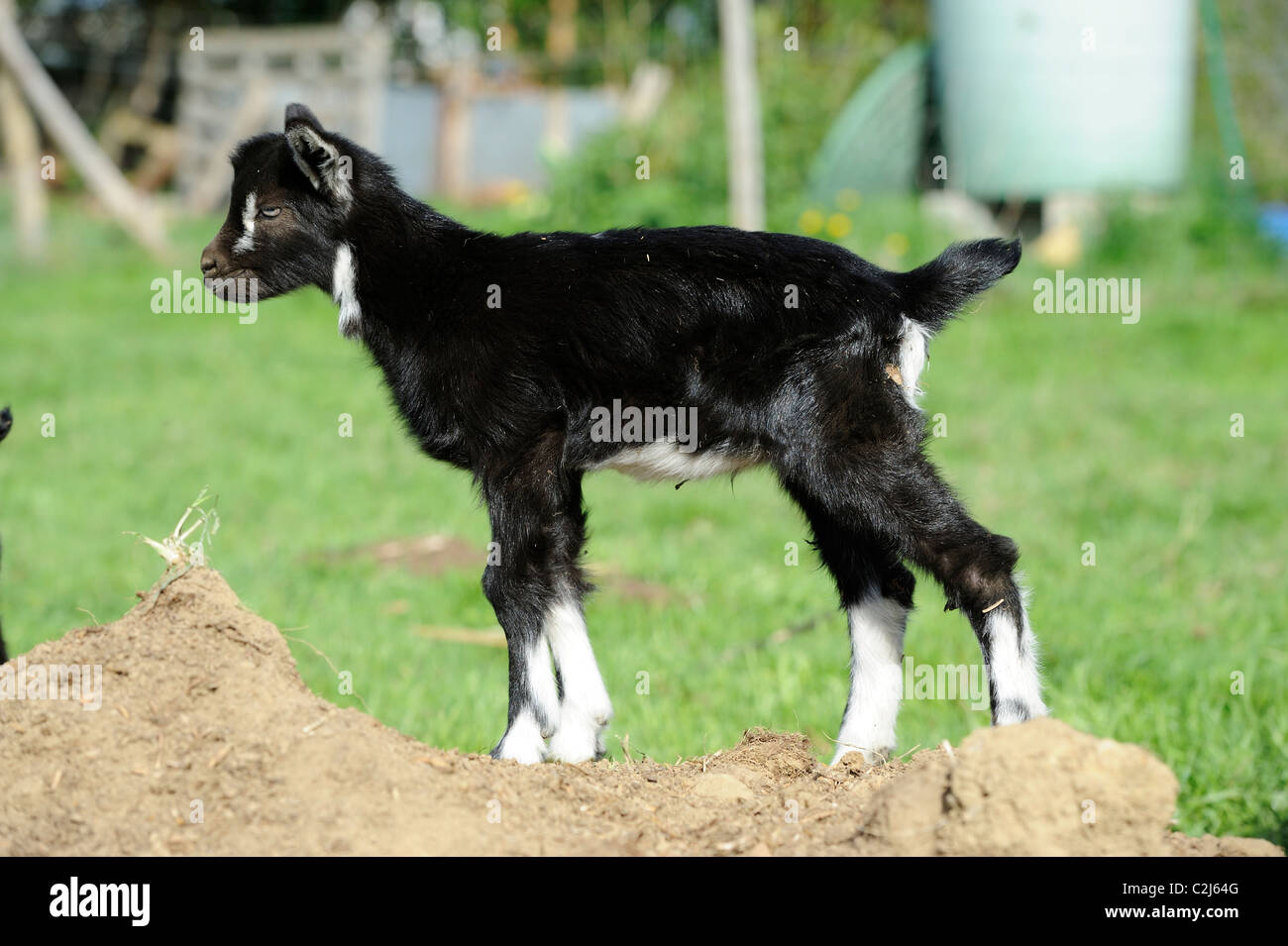 Stock photo of a poitevine goat kid standing on a pile of mud Stock ...