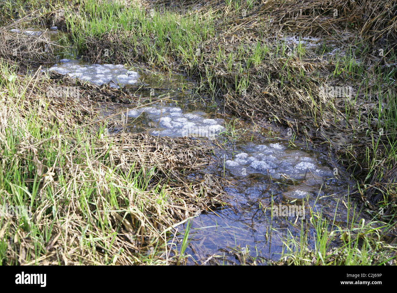 Frog spawn hi-res stock photography and images - Alamy