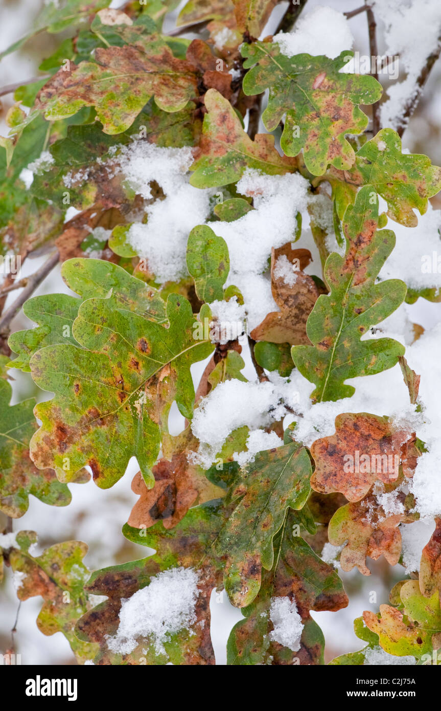 Oak (Quercus robur) leaves covered in snow. Surrey, December, 2010 ...