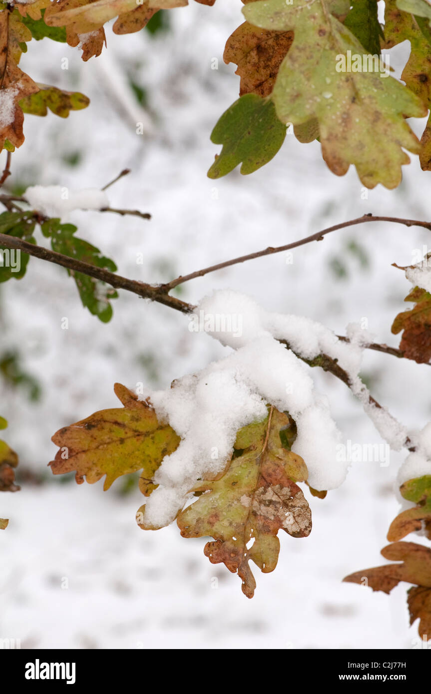 Oak (Quercus robur) leaves covered in snow. Surrey, December, 2010 ...