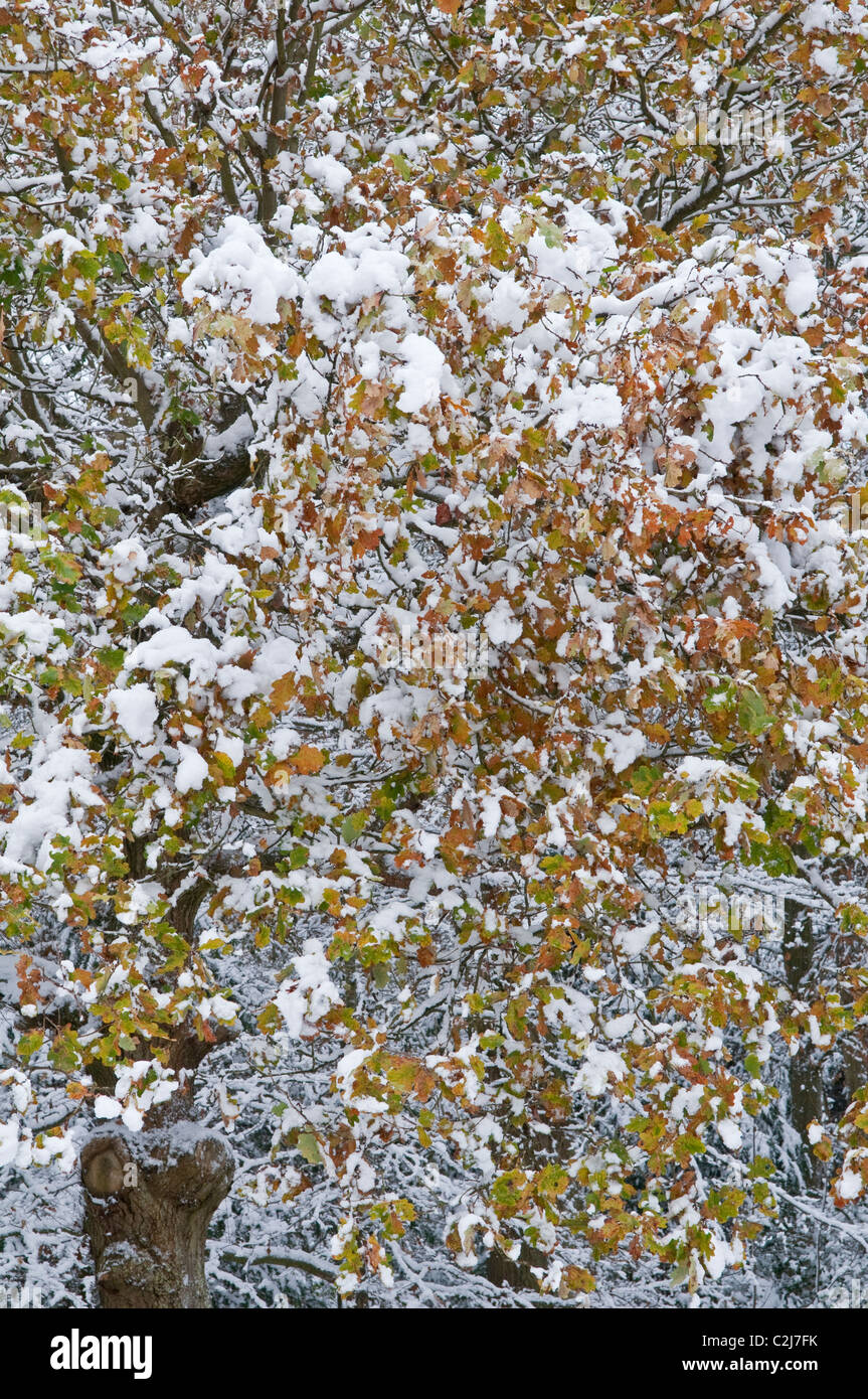 Oak (Quercus robur) leaves covered in snow. Surrey, December, 2010 ...