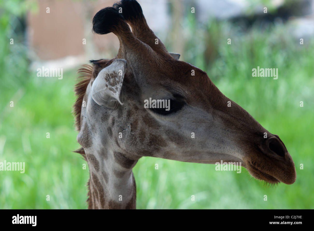 Giraffe head side view Stock Photo - Alamy