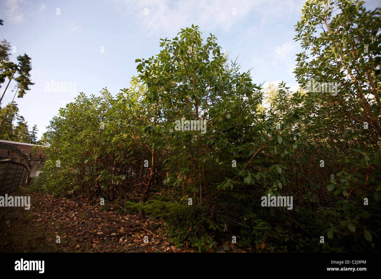 Arbutus flower hi-res stock photography and images - Alamy