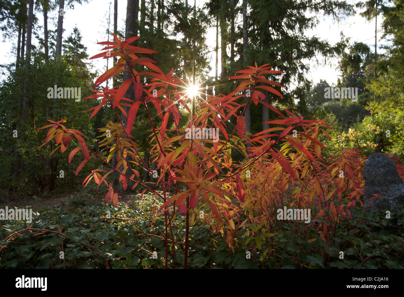 Euphorbia griffithii 'Fireglow' Stock Photo - Alamy