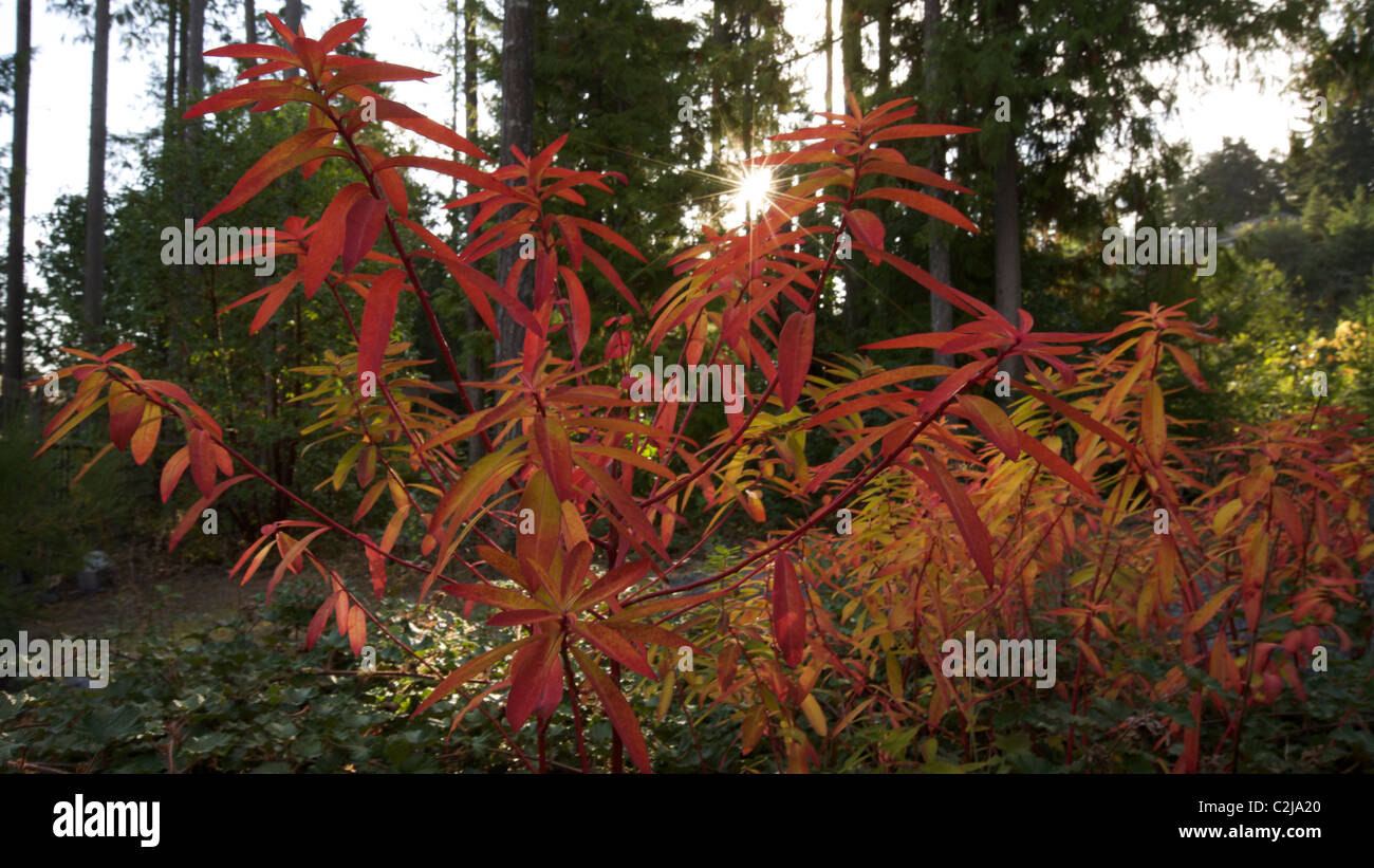 Euphorbia griffithii 'Fireglow' Stock Photo - Alamy