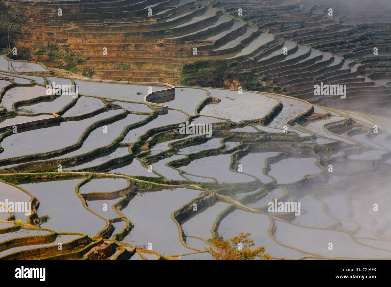 Rice fields china hi-res stock photography and images - Alamy
