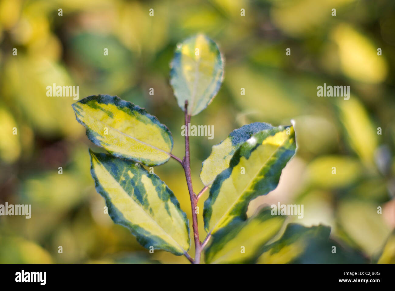 Elaeagnus hi-res stock photography and images - Alamy