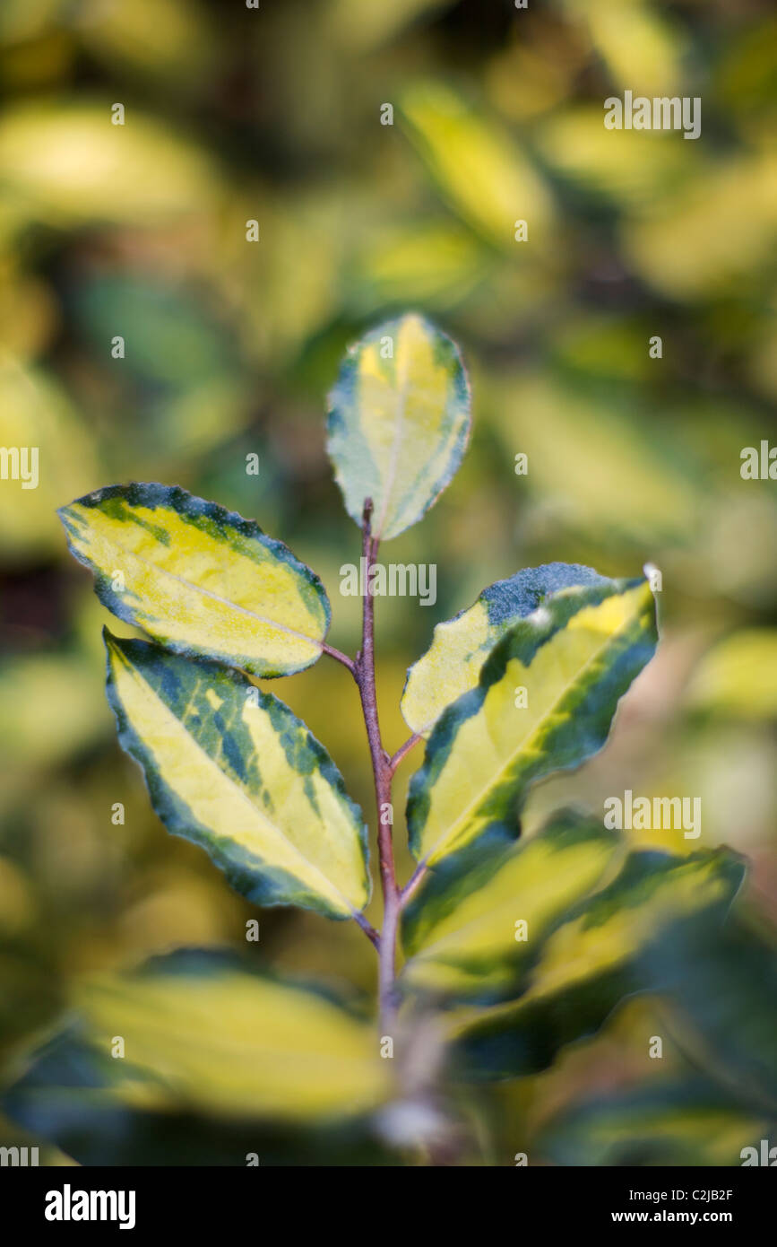 Elaeagnus hi-res stock photography and images - Alamy