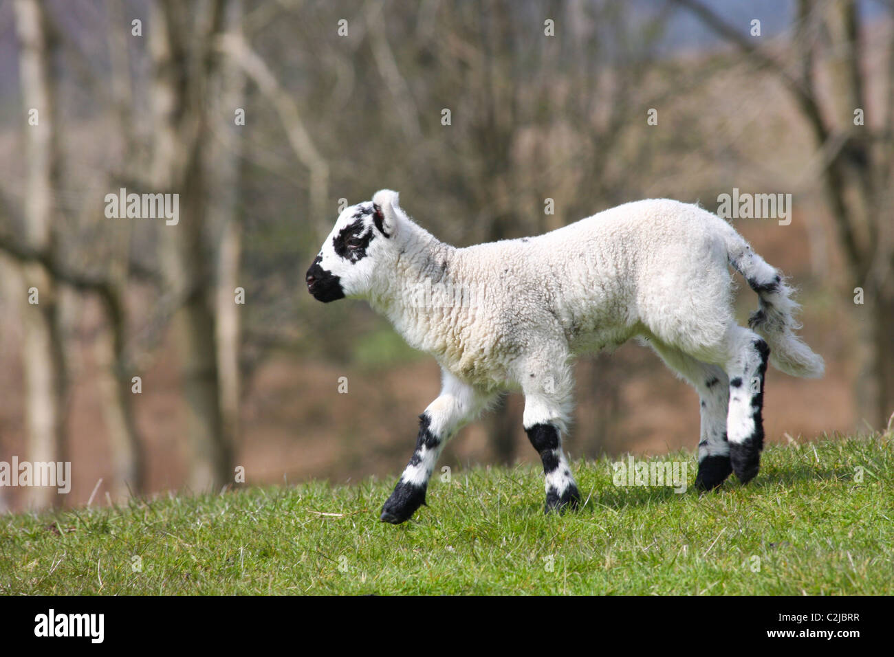 Spring born animals hi-res stock photography and images - Alamy