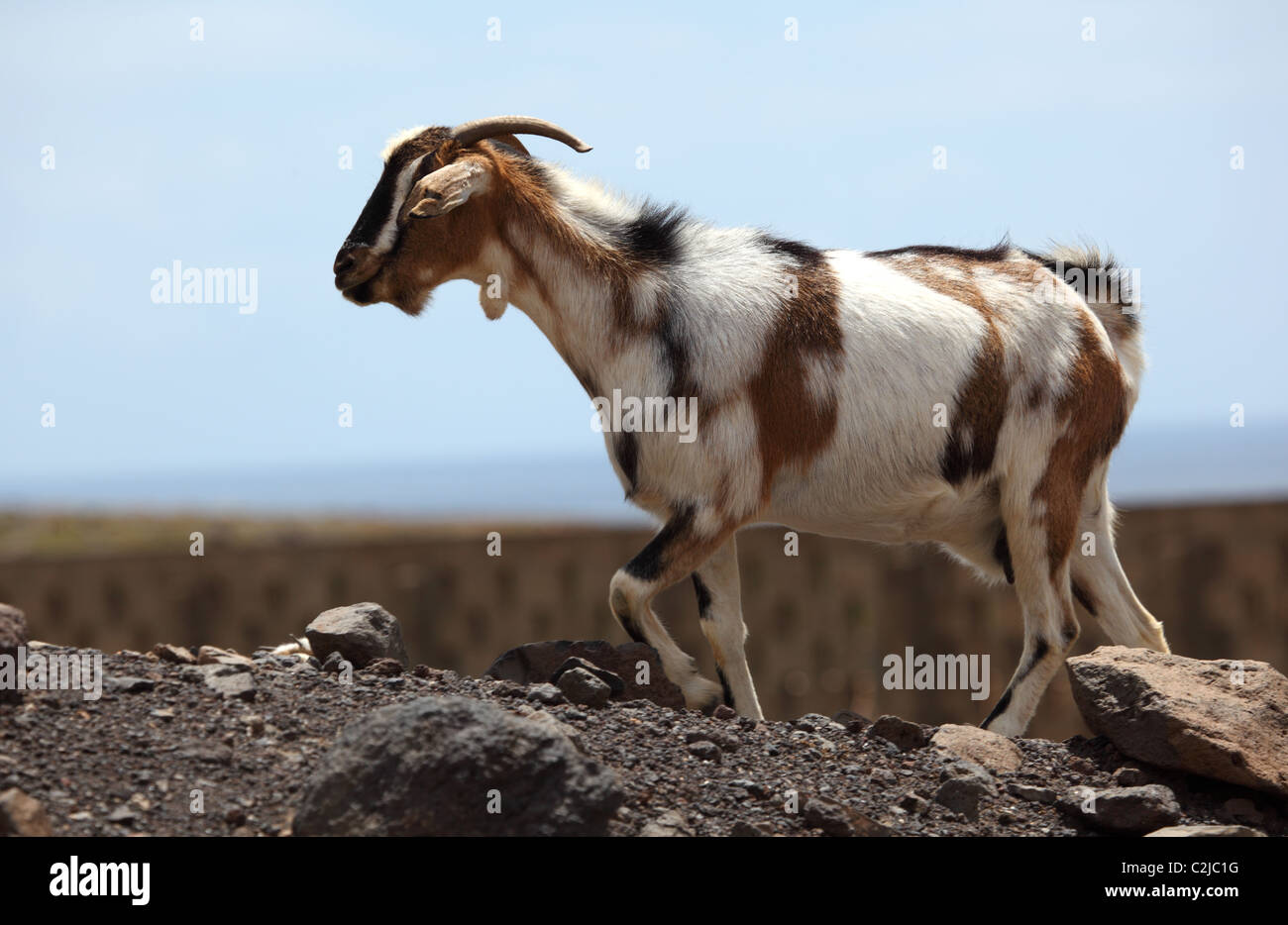 Goat farming spain hi-res stock photography and images - Alamy
