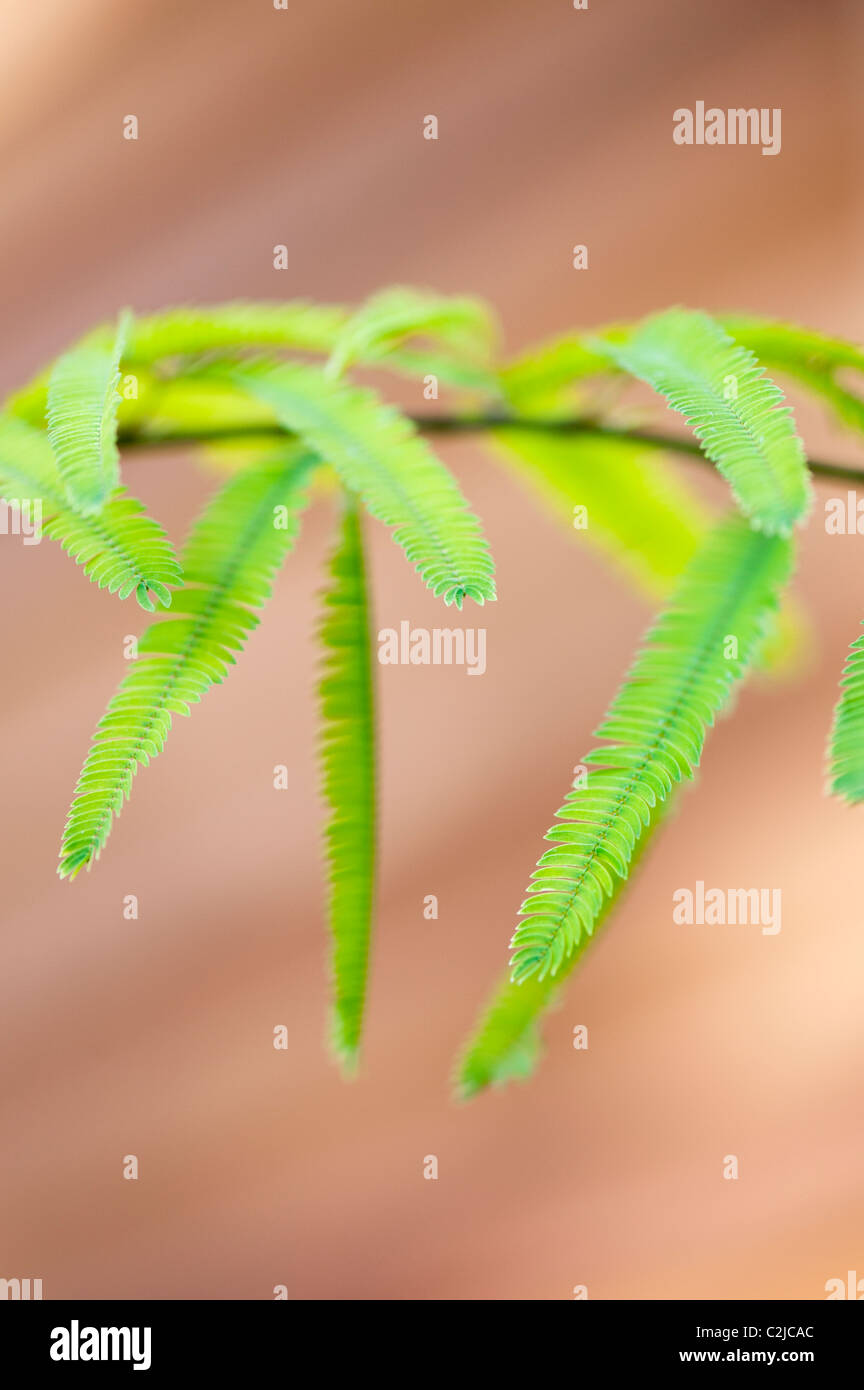 Calliandra selloi. Powderpuff bush leaves inside the glasshouse at RHS ...