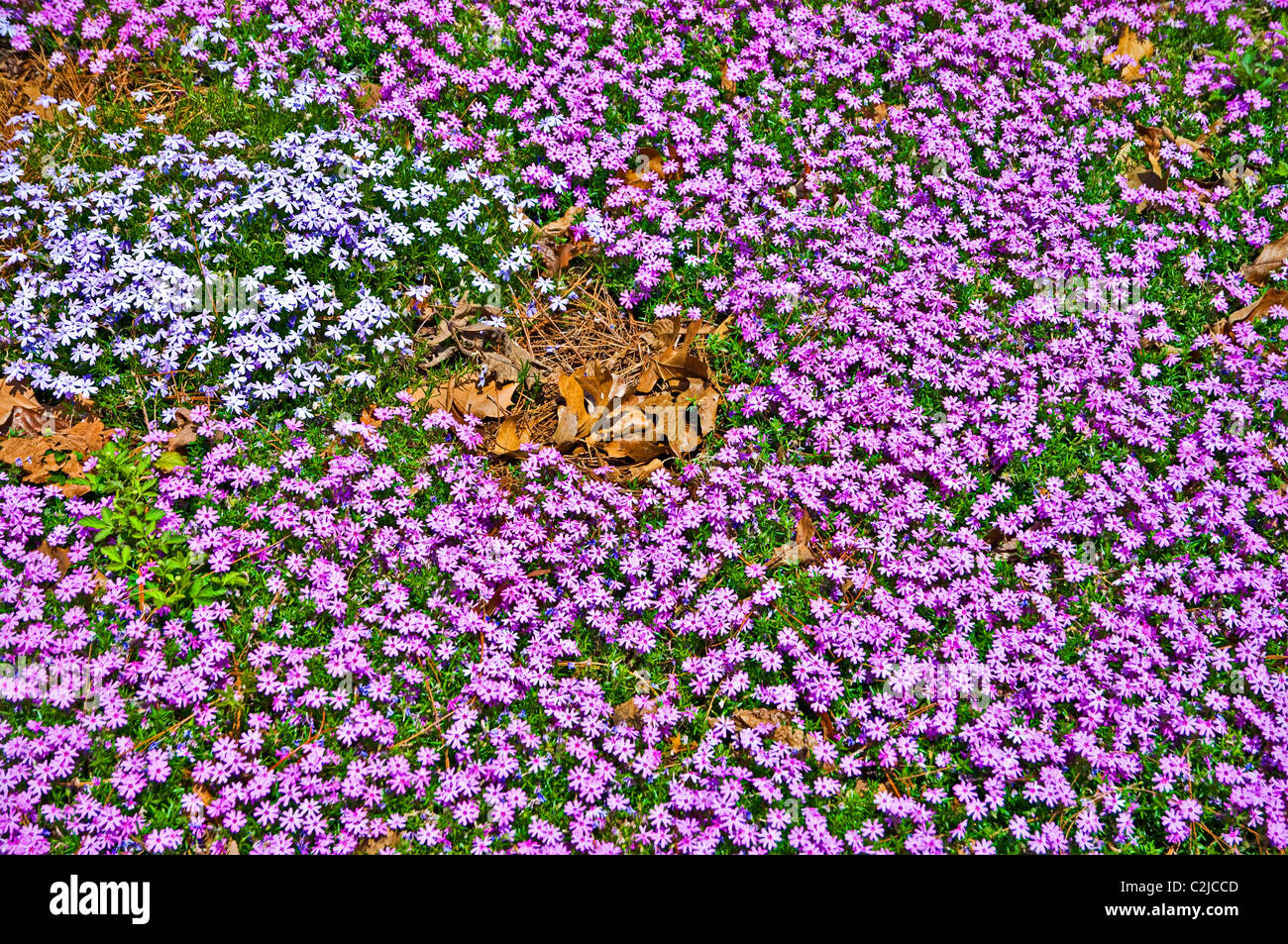 A colorful ground cover of Thrift in the early spring Stock Photo - Alamy