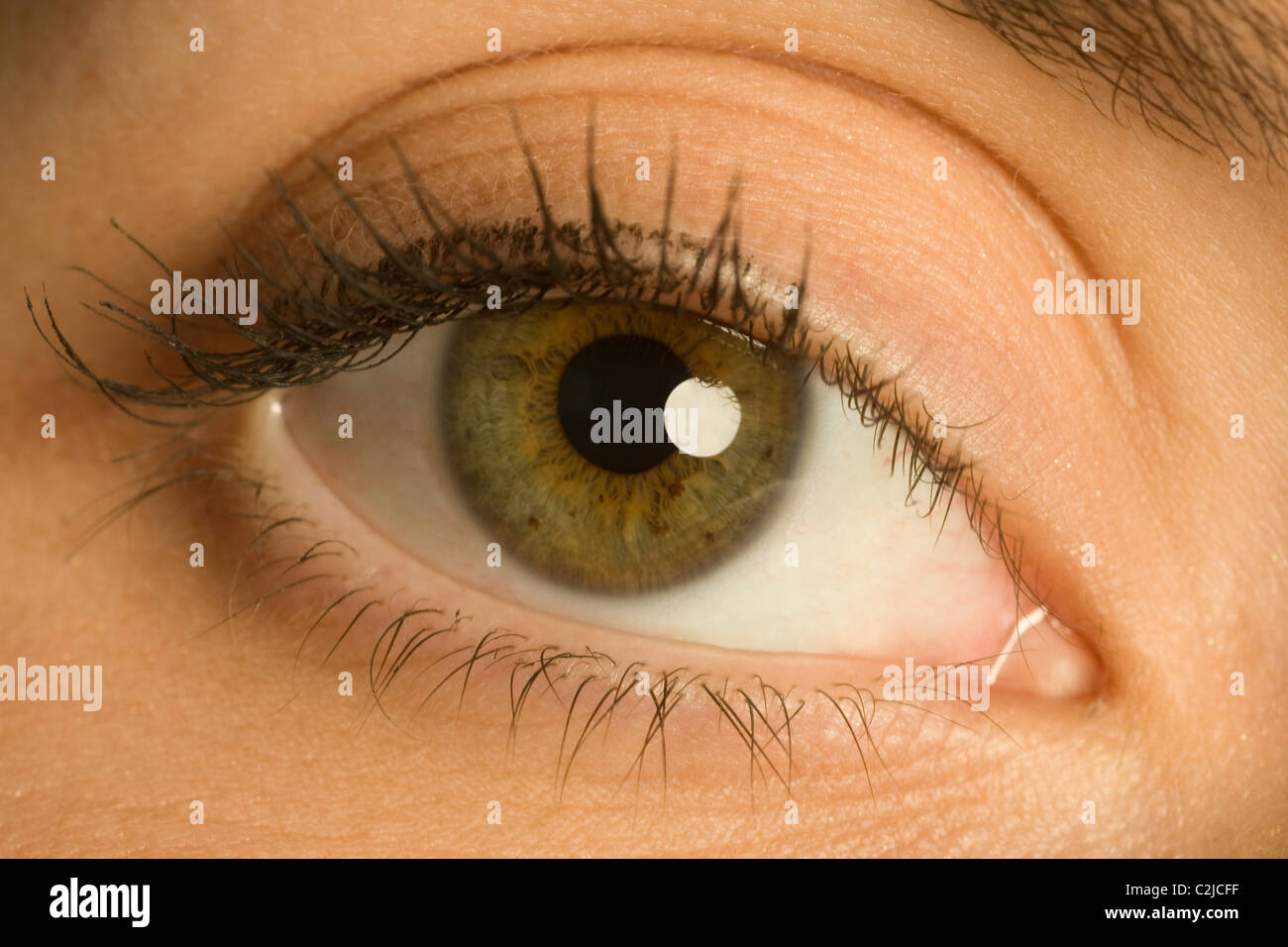 Close up hazel eye human hi-res stock photography and images - Alamy