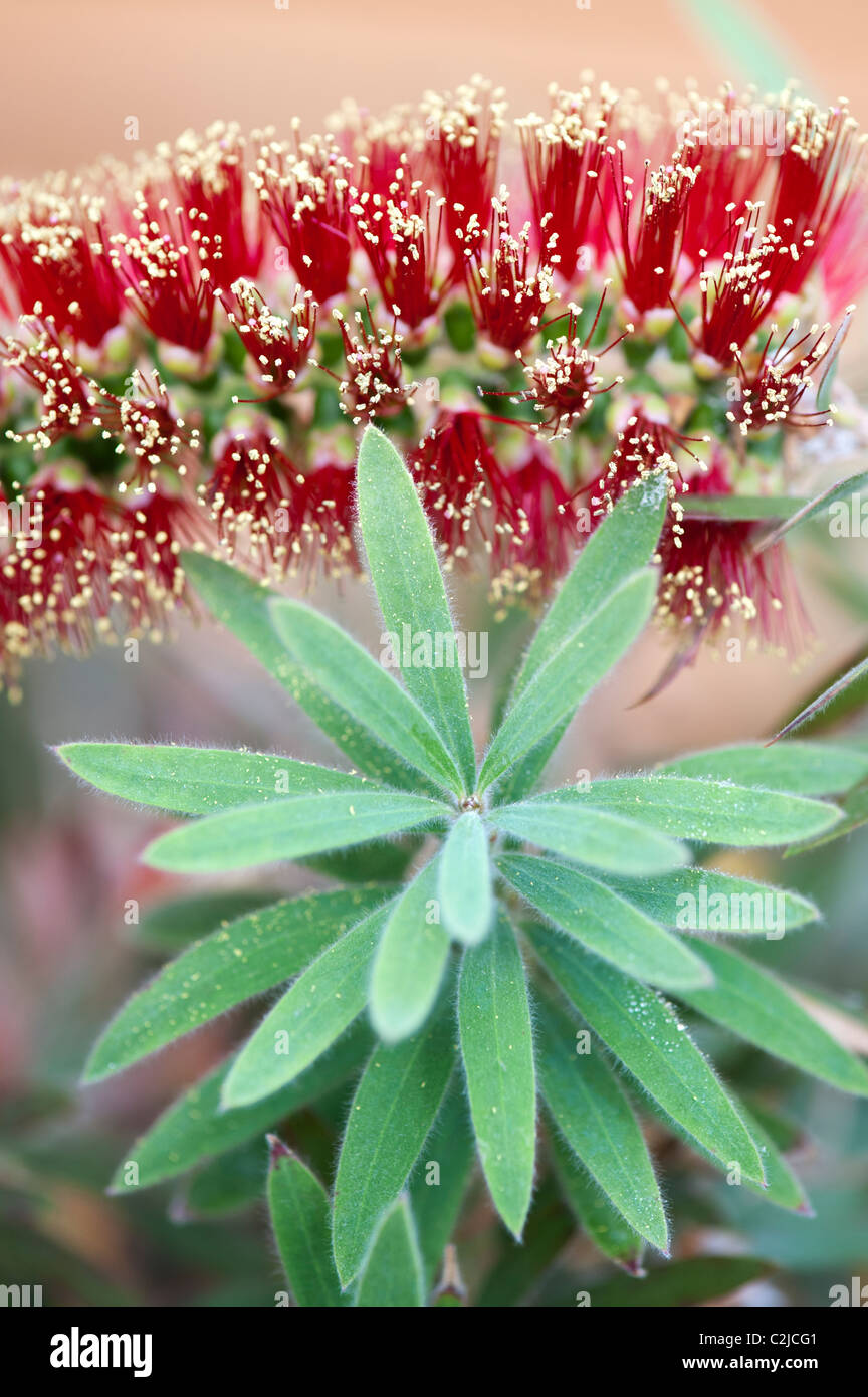 Callistemon viminalis 'little john' . Weeping Bottlebrush tree in ...