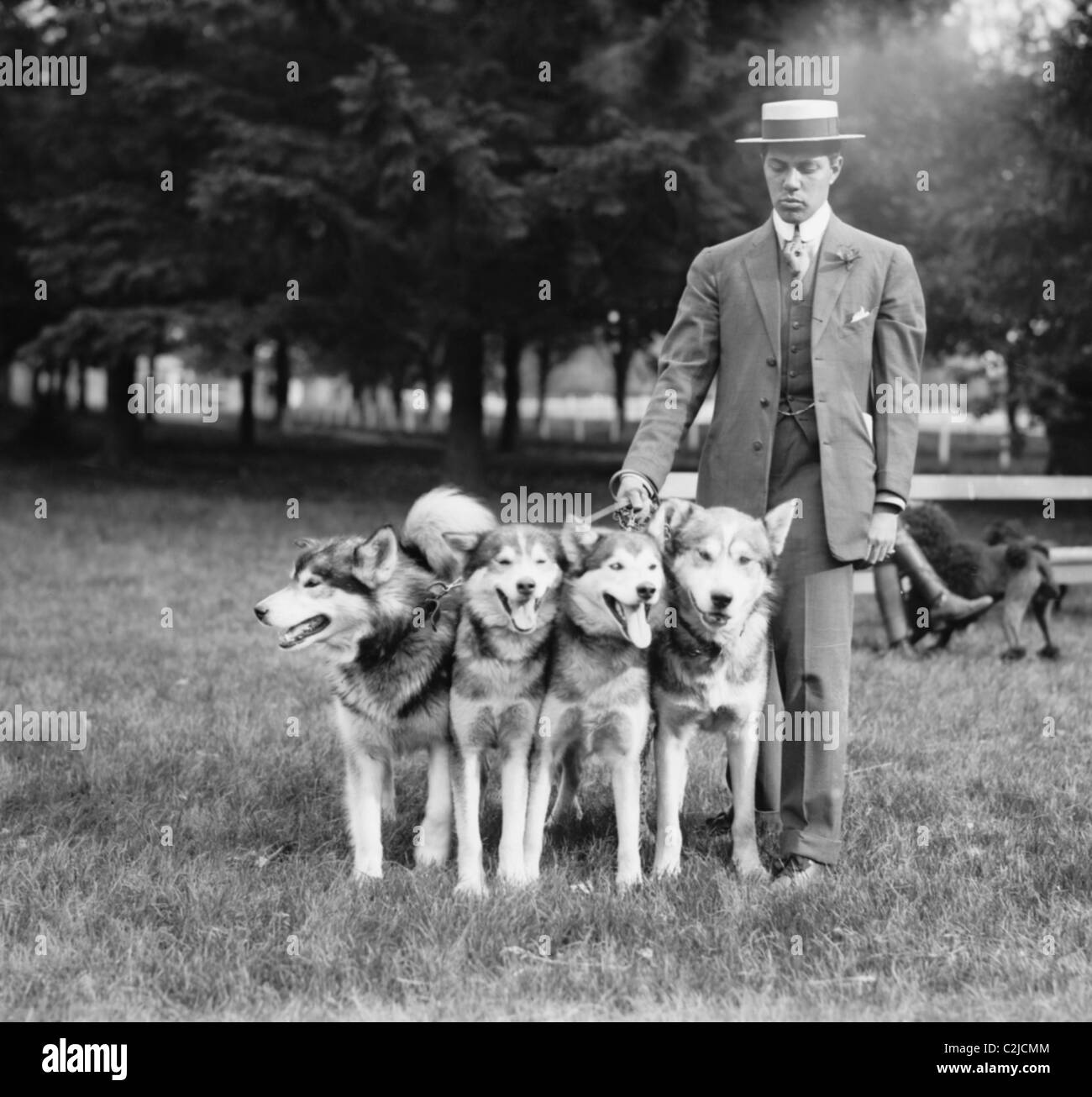 Four Eskimo Dogs at the Mineola Dog Show Stock Photo - Alamy