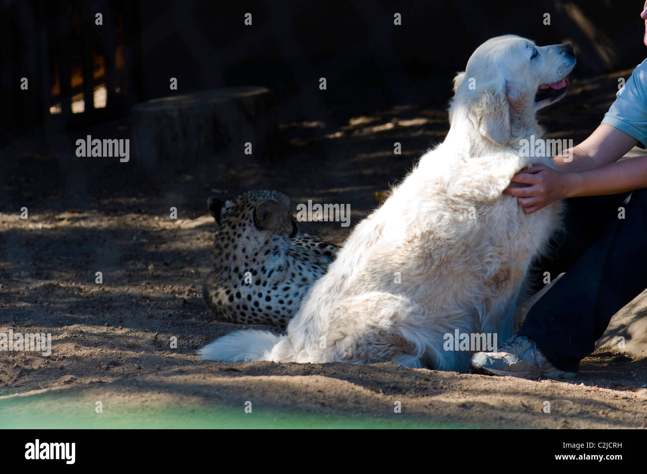 dog and cheetah Stock Photo - Alamy
