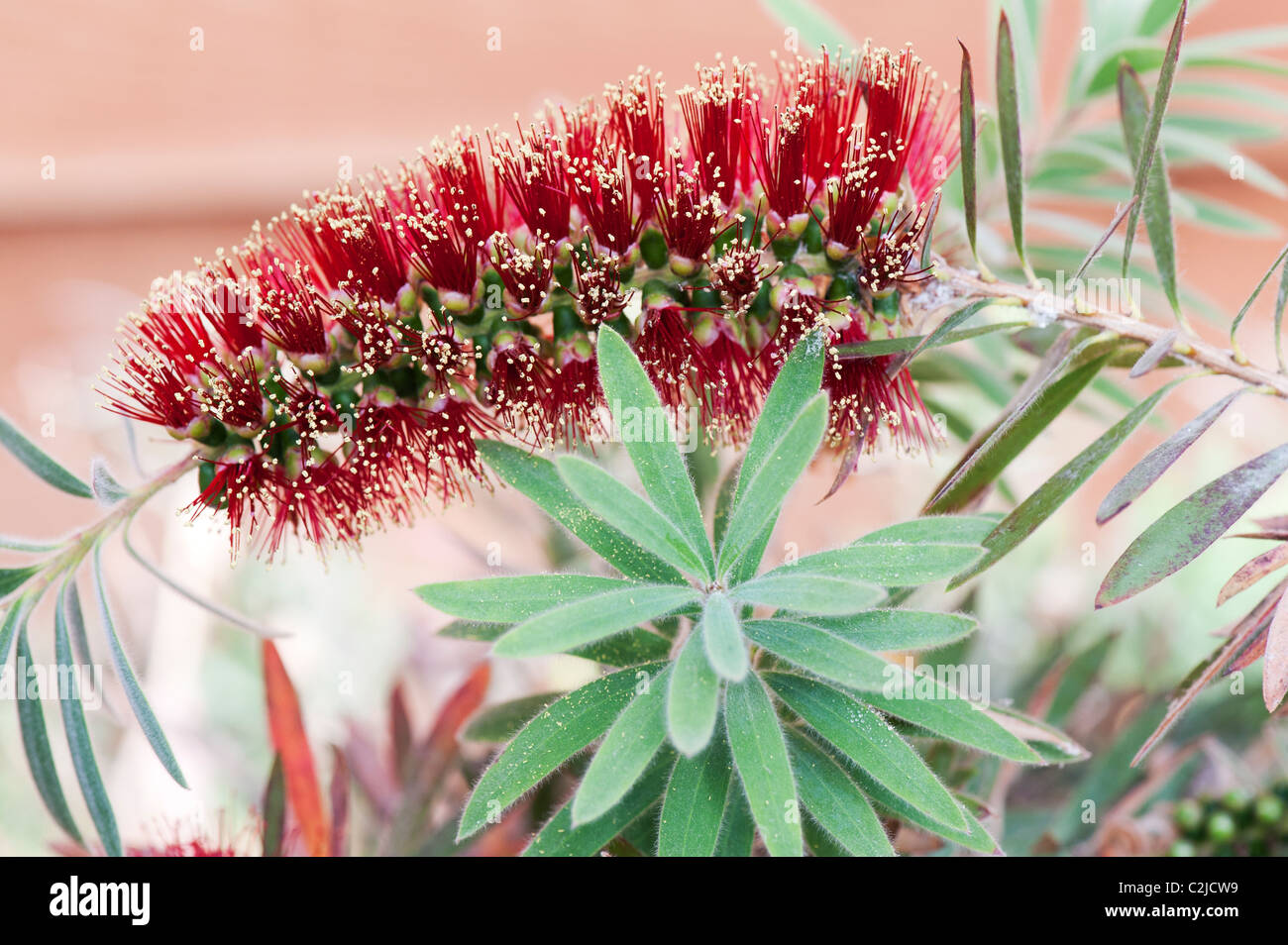 Callistemon Citrinus Leaf