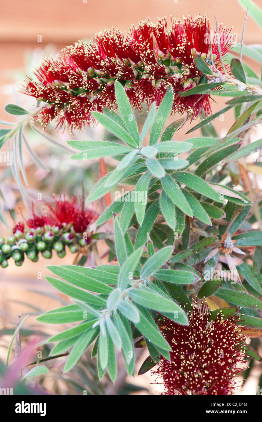 Callistemon viminalis 'little john' . Weeping Bottlebrush tree in ...