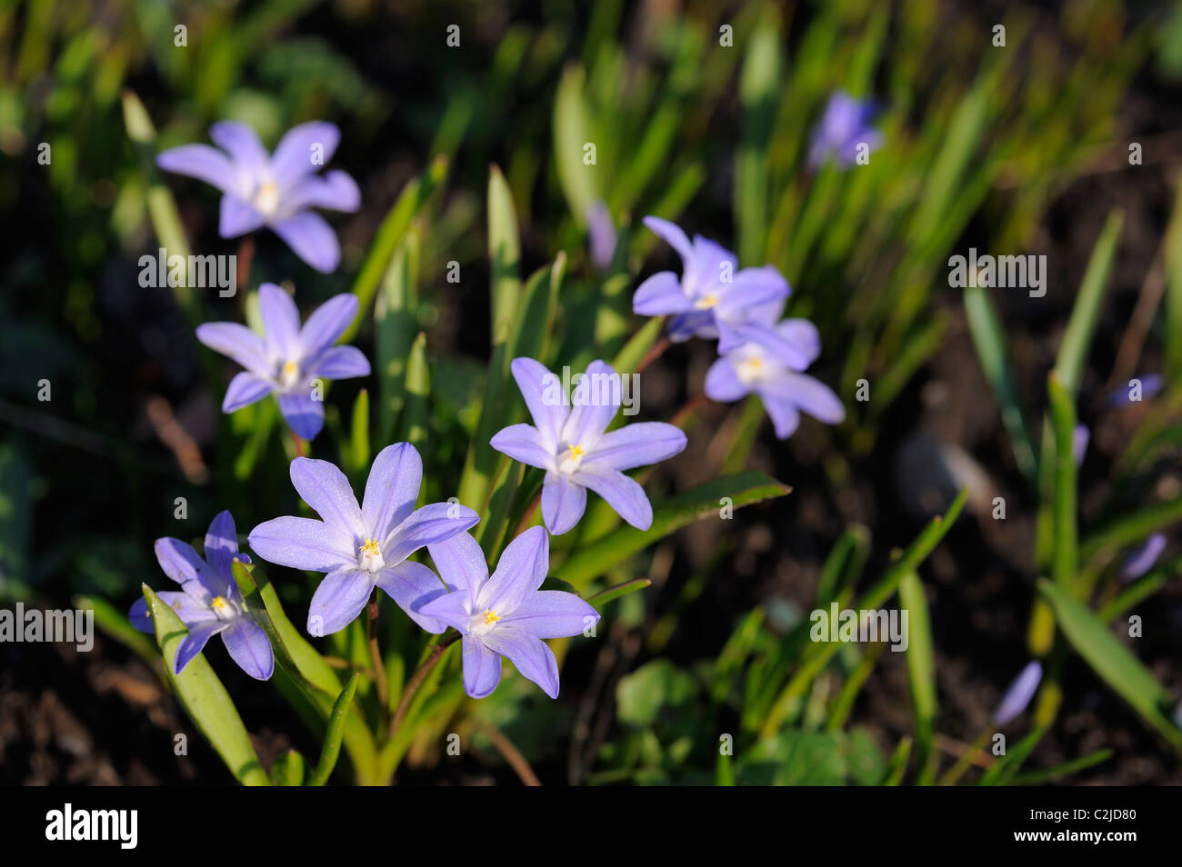 Scilla flower hi-res stock photography and images - Alamy