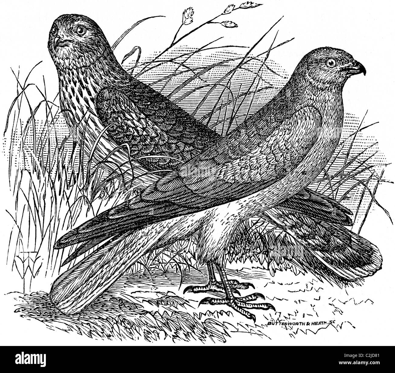 Hen harrier Black and White Stock Photos & Images - Alamy