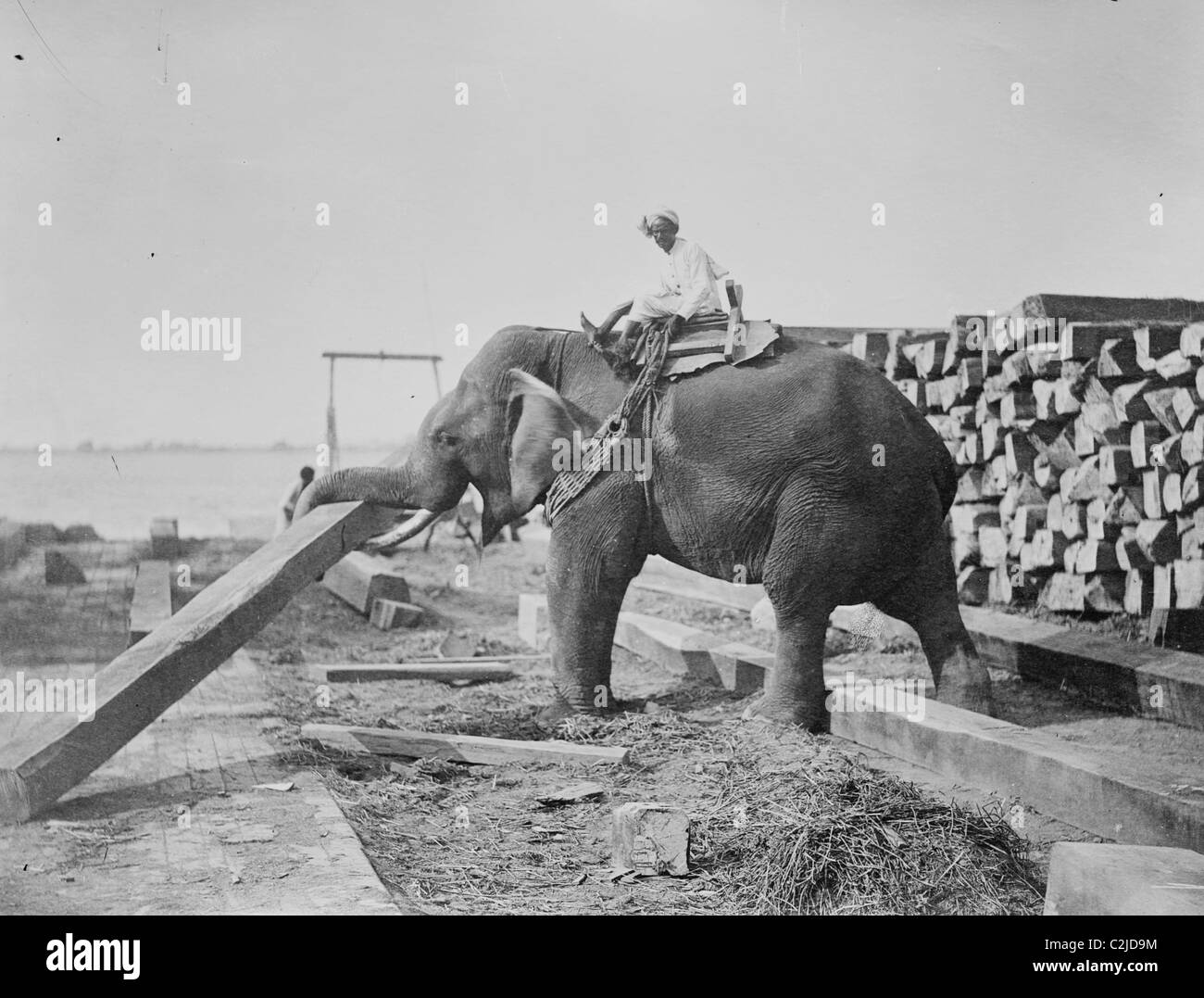 Elephant Moves Huge Logs for Indian Master and stack them in piles ...