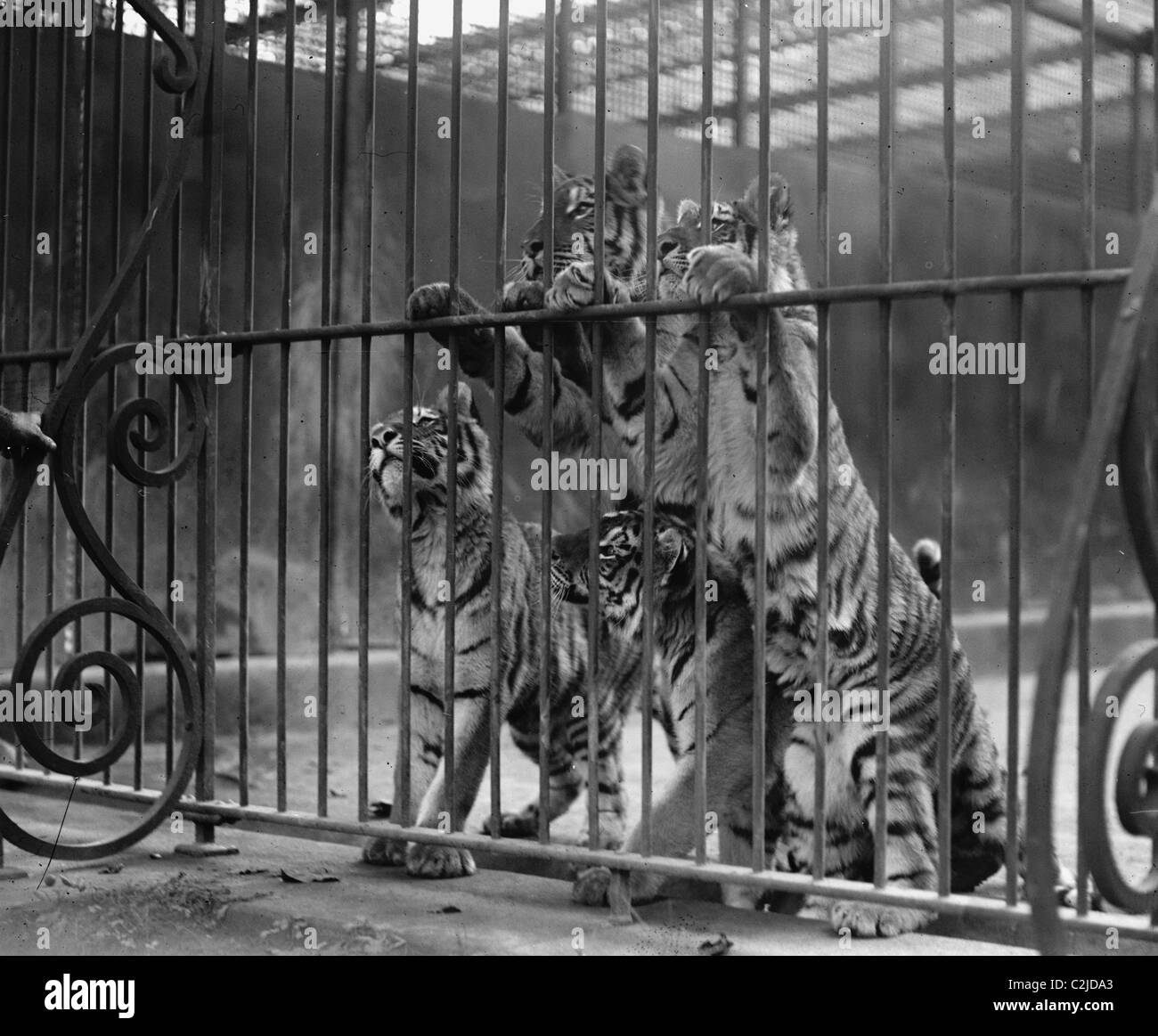 Tigers at zoo Black and White Stock Photos & Images - Alamy