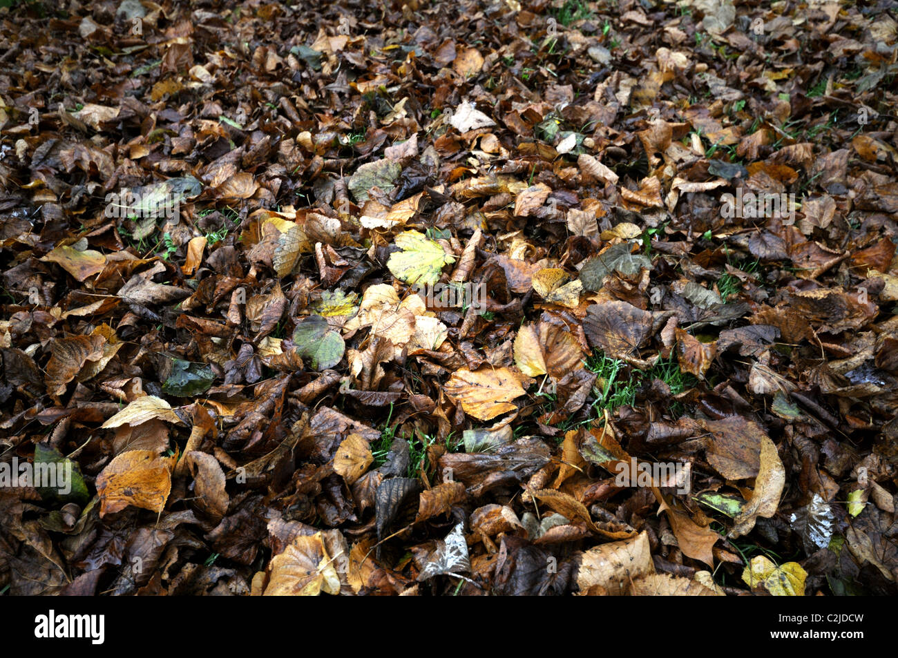 Fallen Leaves on Ground in Autumn Stock Photo - Alamy