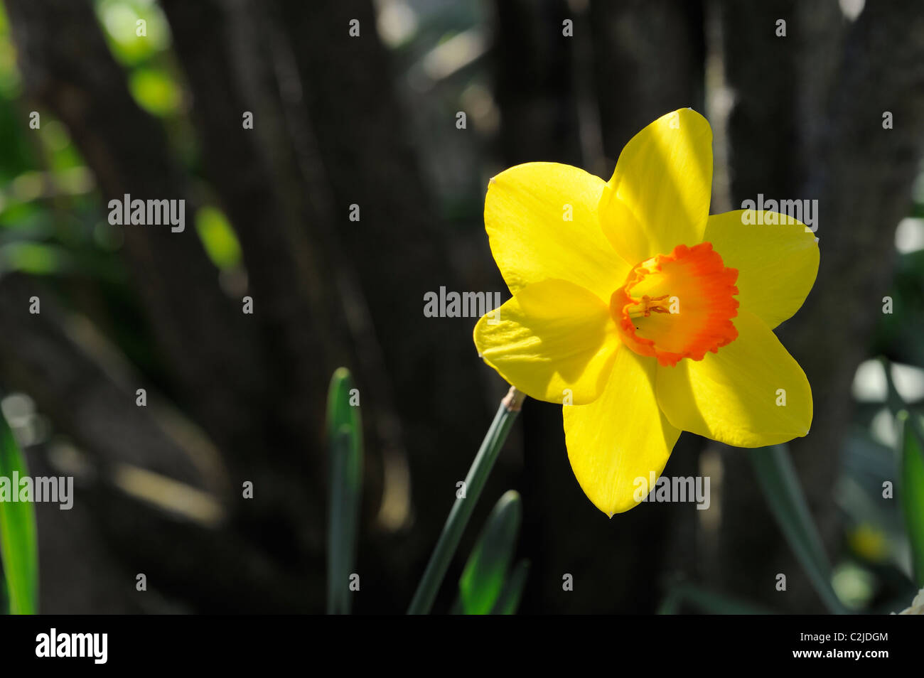 Yellow orange Narcissus in bloom Stock Photo - Alamy