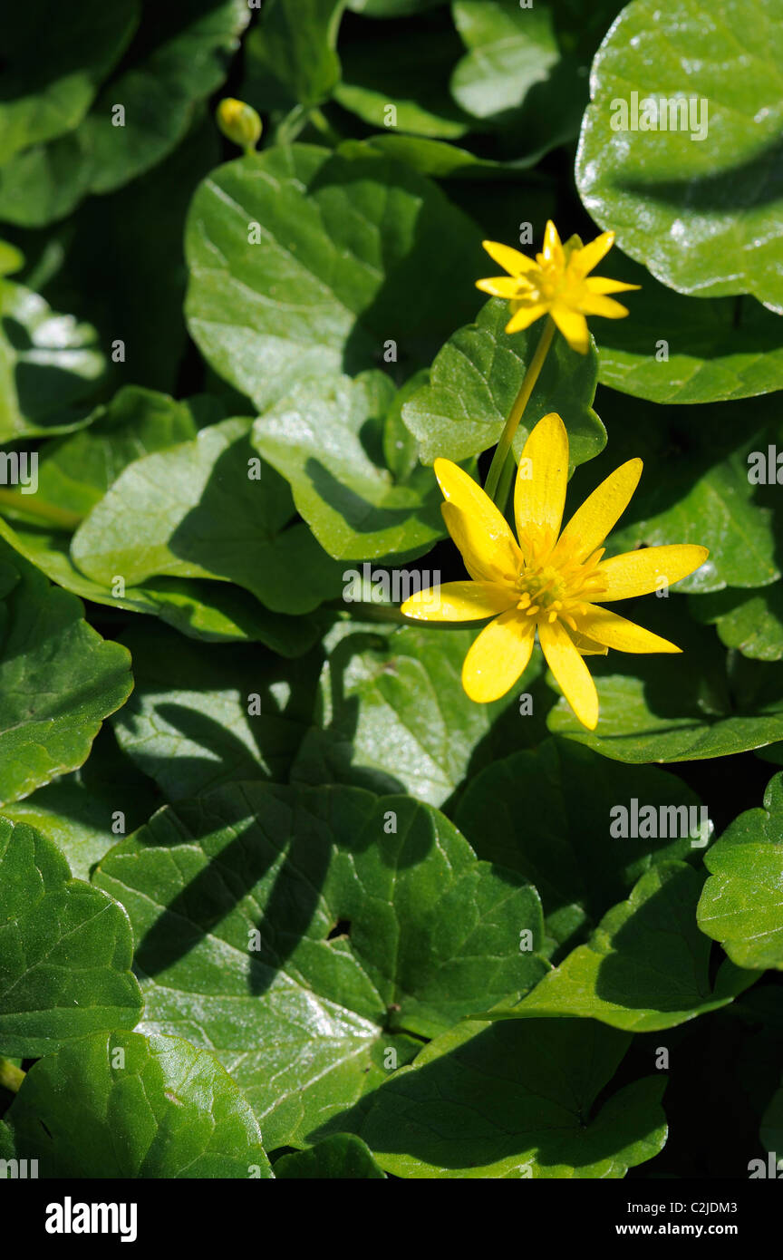 Lesser celandine in bloom Stock Photo - Alamy